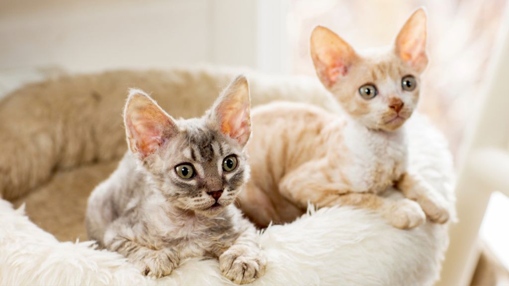 32 quietest cat breeds | PetsRadar