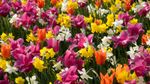 What's your birth month tree? All 13 explained | Homes and Gardens