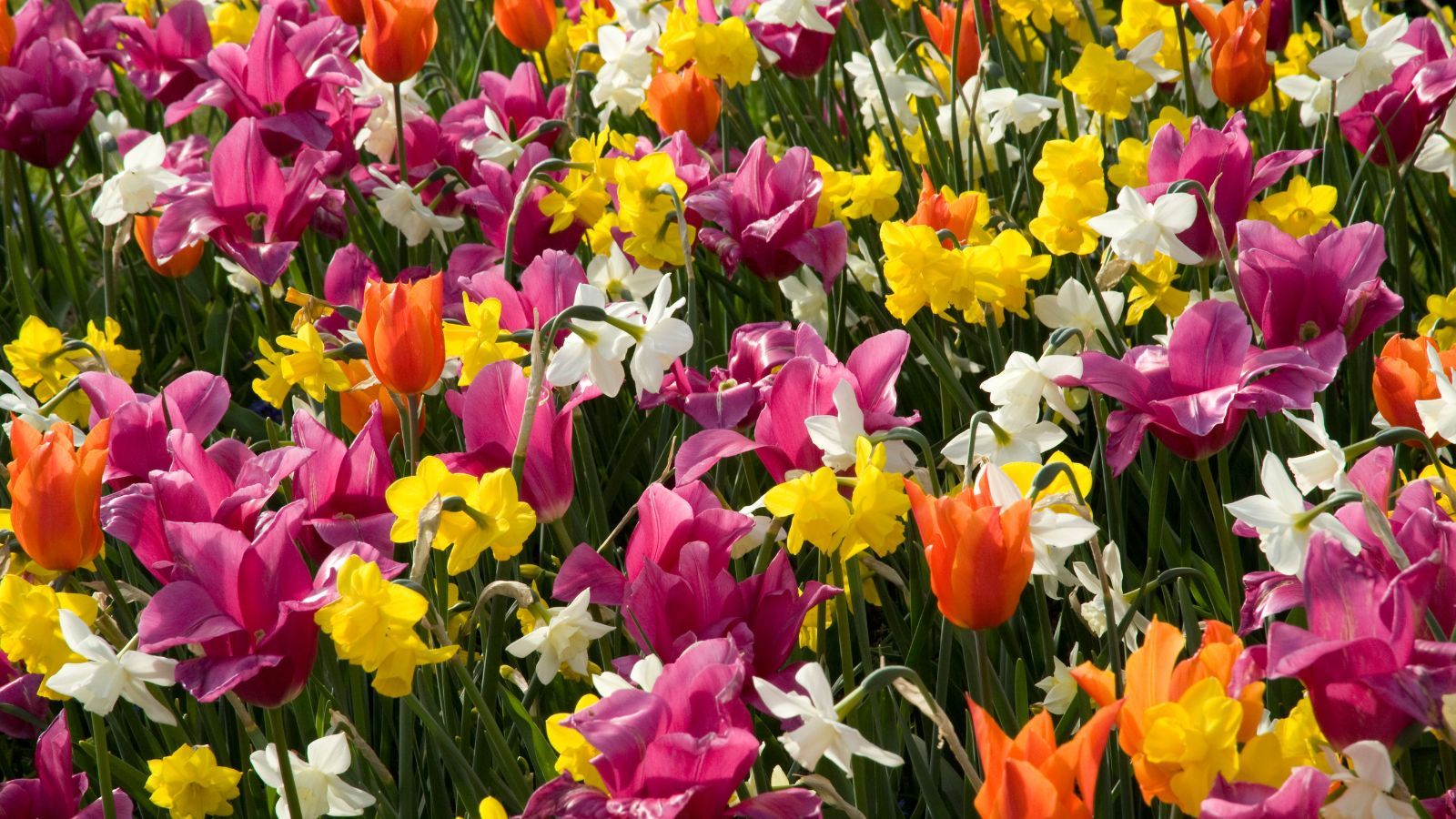 Planting bulbs in fall: 12 ways to plant bulbs for year-round color to ...