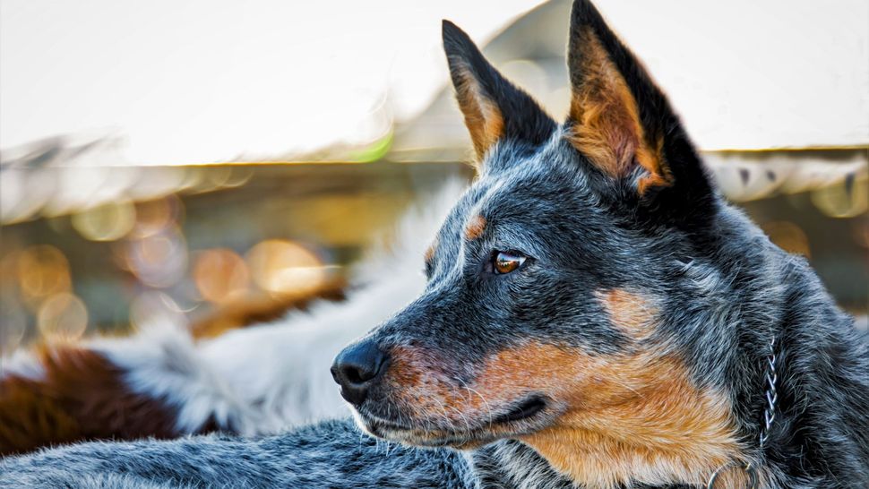 32 best dog breeds for life on the farm | PetsRadar