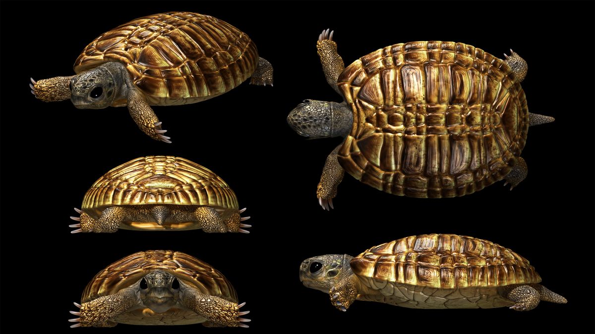 Rare embryo from dinosaur age was laid by human-size turtle | Live Science