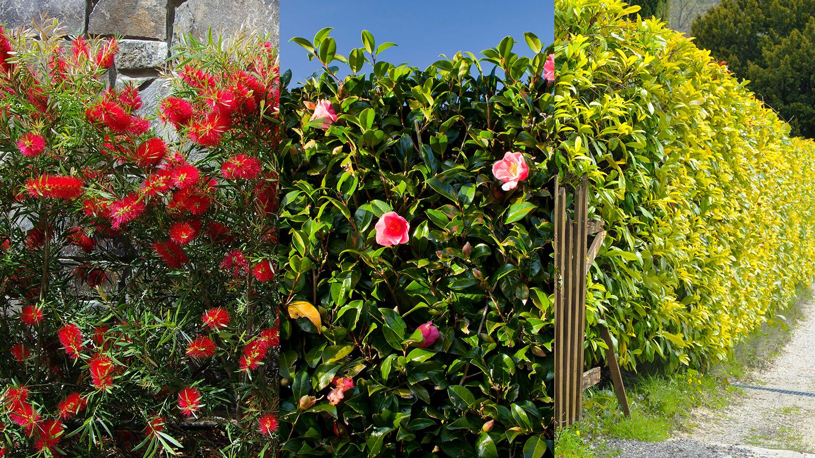 Best fast-growing hedges: 10 ideas for structure and boundaries | Homes ...