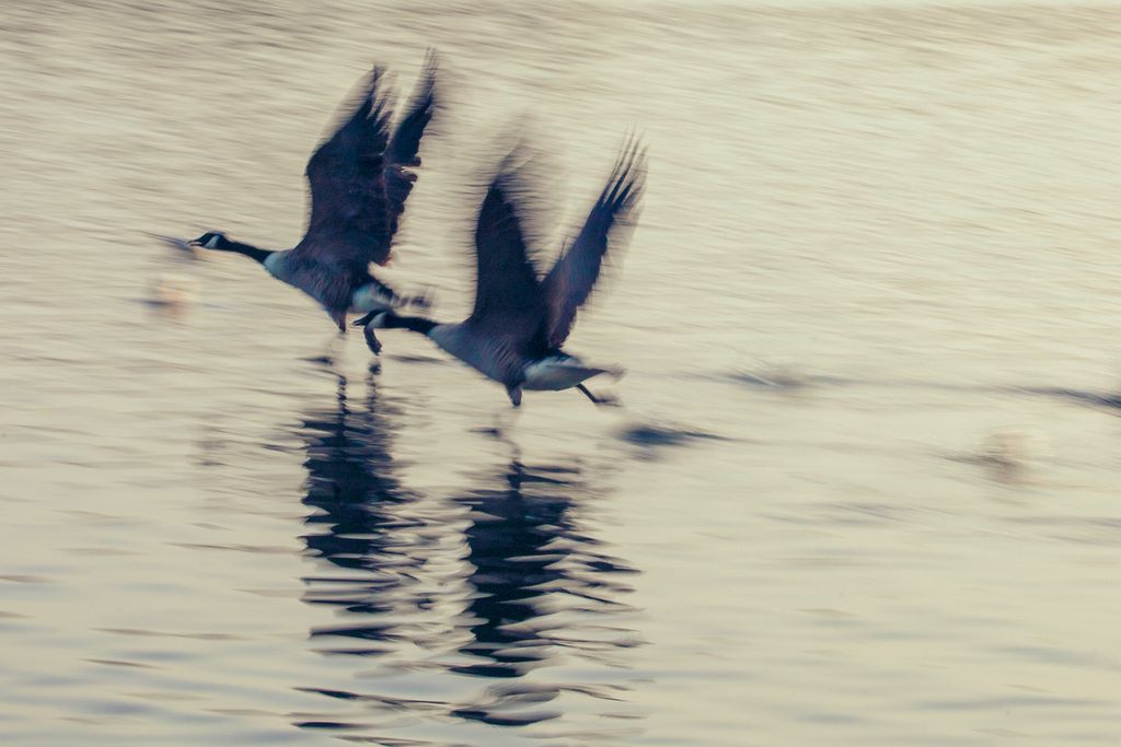 Use a slow shutter speed to inject movement into your wildlife ...