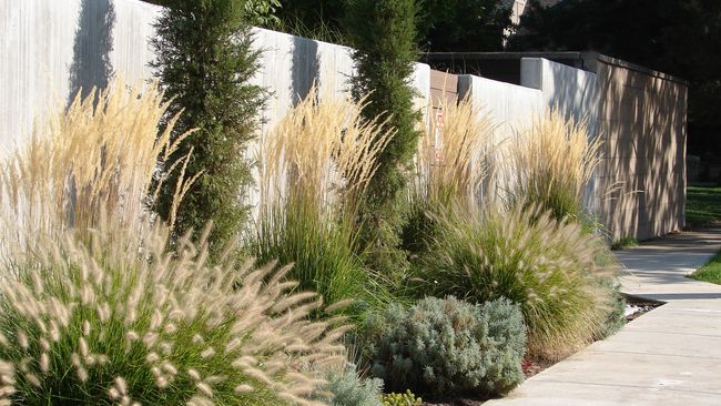 7 plants to create more privacy in your backyard | Tom's Guide