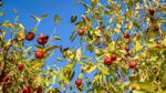 How to grow a plum tree from a plum: two expert methods | Homes and Gardens