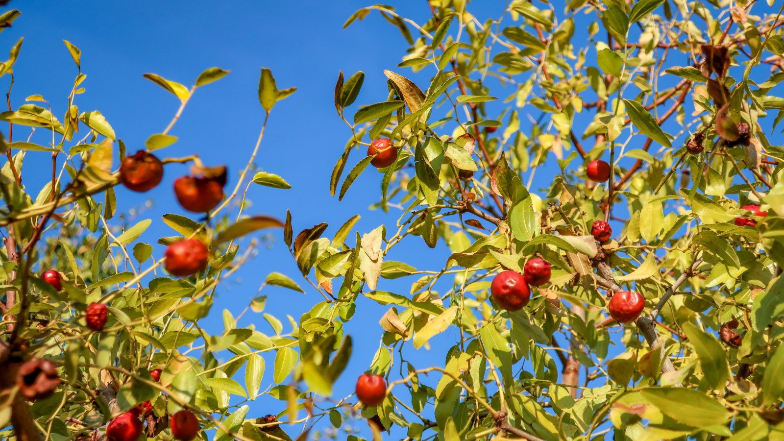 How to grow a jujube tree - expert growing tips | Homes and Gardens
