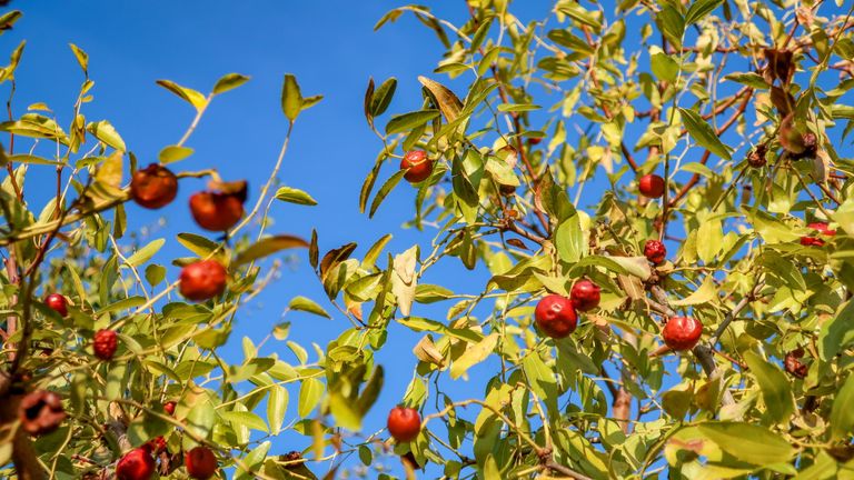 How to grow a jujube tree - expert growing tips | Homes and Gardens