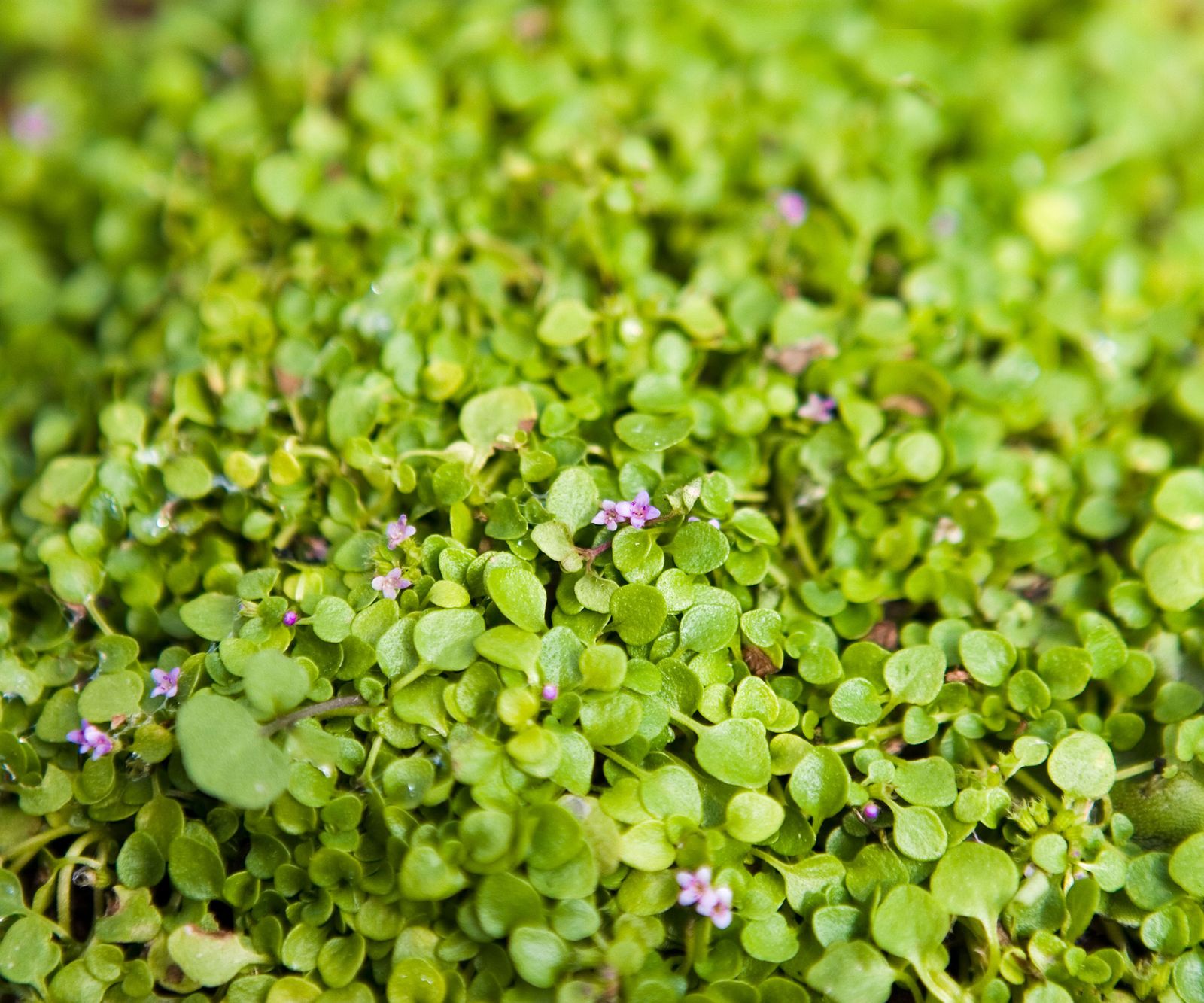 Walkable ground cover plants: 11 path and lawn options | Homes and Gardens