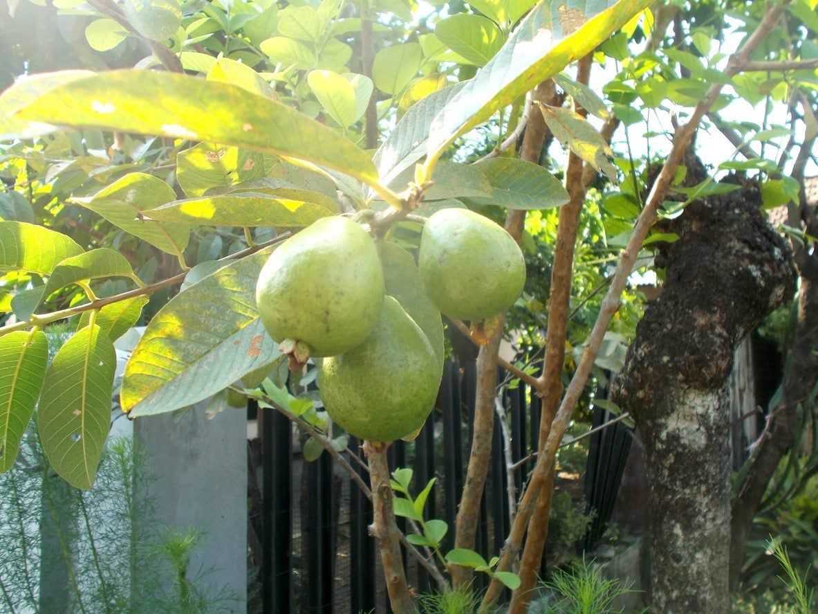 Moving Guava Fruit Trees - Learn How To Transplant A Guava Tree ...