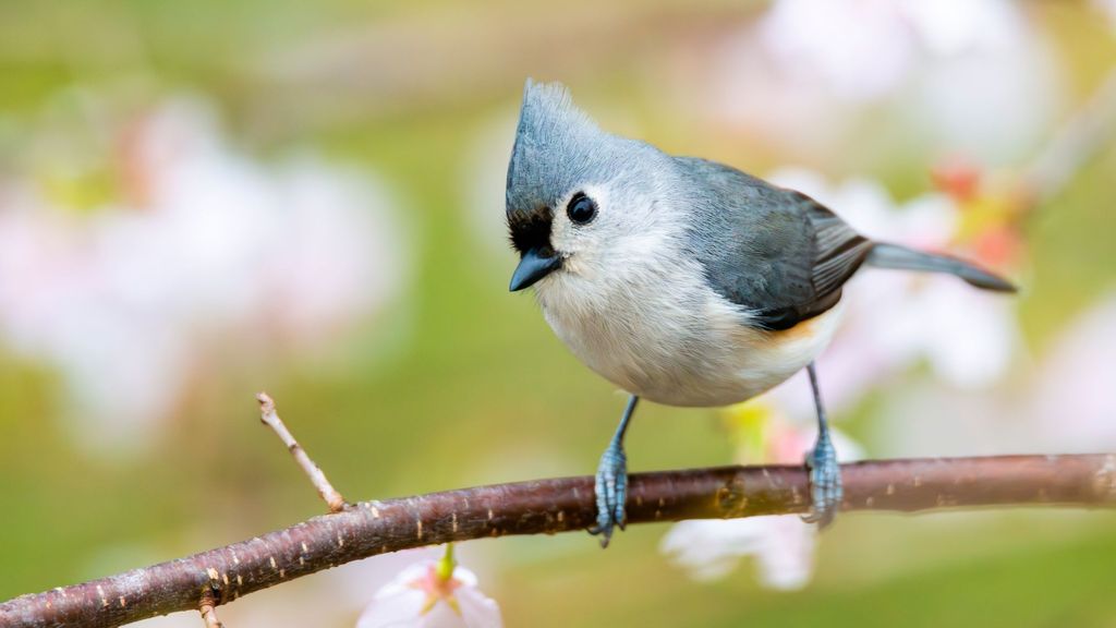 32 types of birds you might see in your backyard | PetsRadar