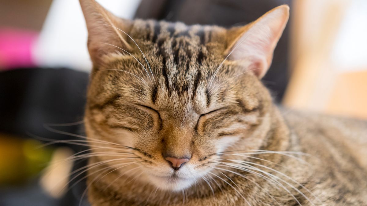 32 of the sweetest ways cats show affection | PetsRadar
