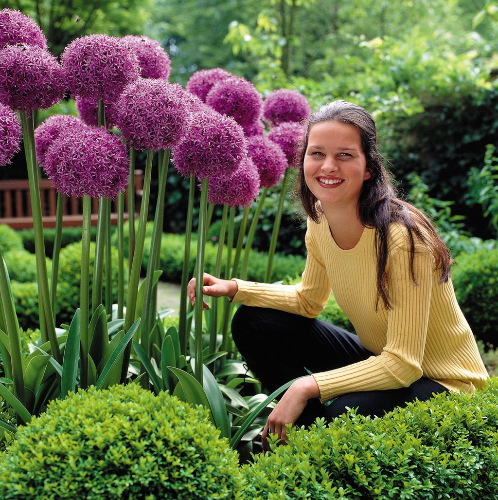 How long do alliums flower for? What you can do to extend it | Ideal Home