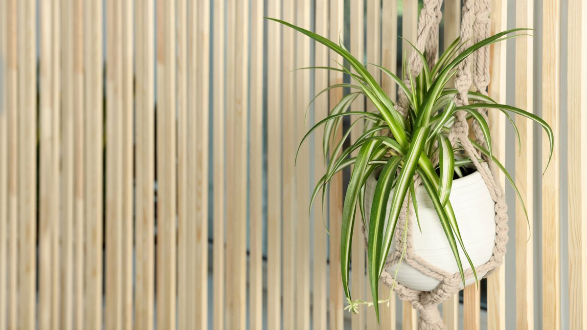 How To Grow A Hanging Spider Plant – For An Elegant Display | Gardening ...