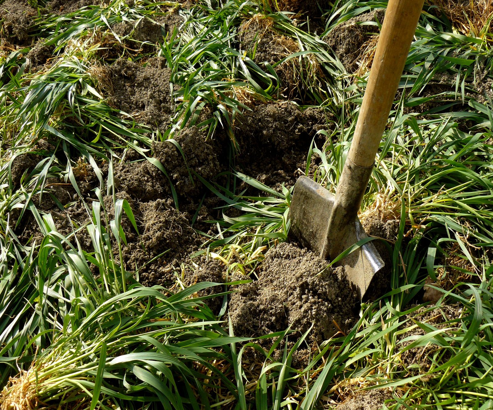 Green manures: the easy way to improve your soil | Homes and Gardens