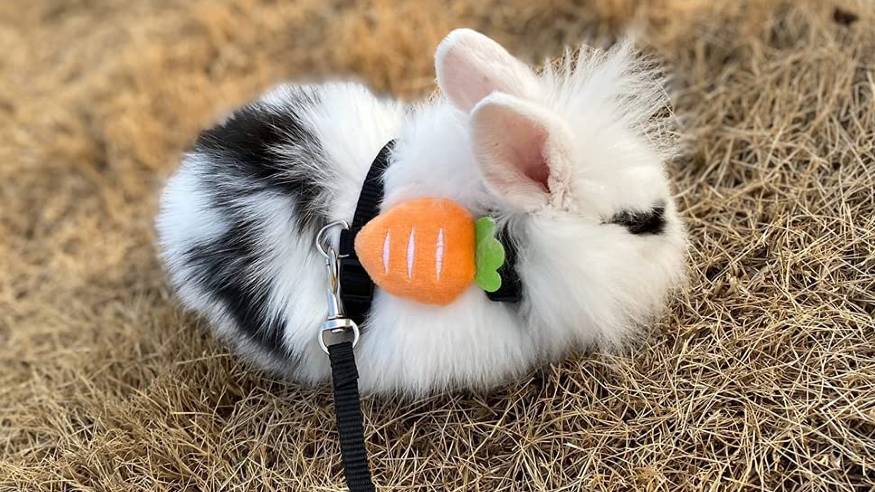 Best rabbit harness: Let them explore in safety | PetsRadar