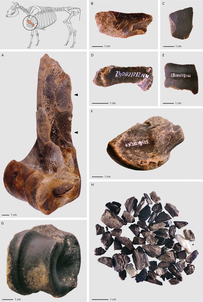125,000-year-old 'fat factory' run by Neanderthals discovered in Germany — and it likely ...
