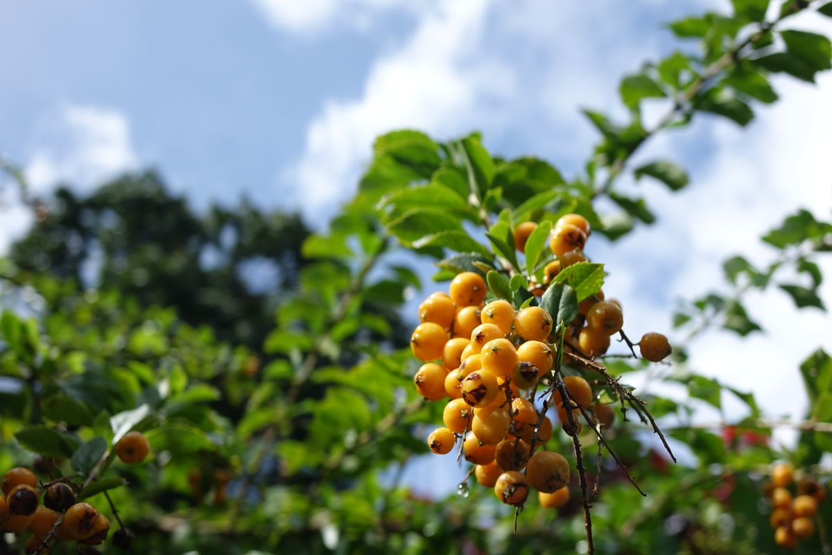 Sample Images - Sony RX10 review - Page 6 | TechRadar