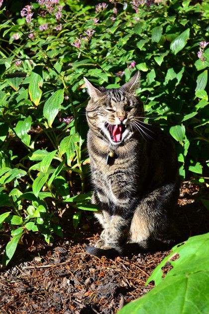 Sample images - Nikon D3100 review - Page 8 | TechRadar