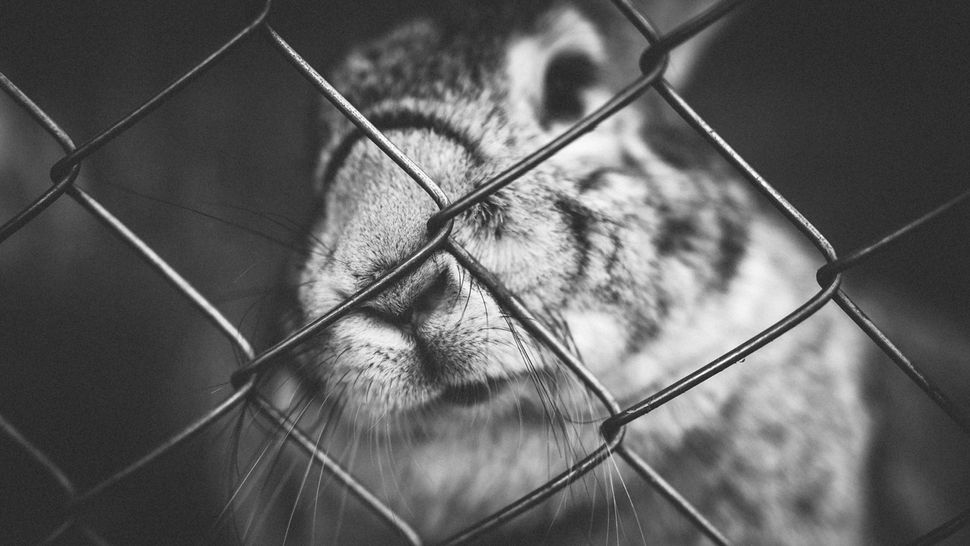 How to care for rescue rabbits | PetsRadar