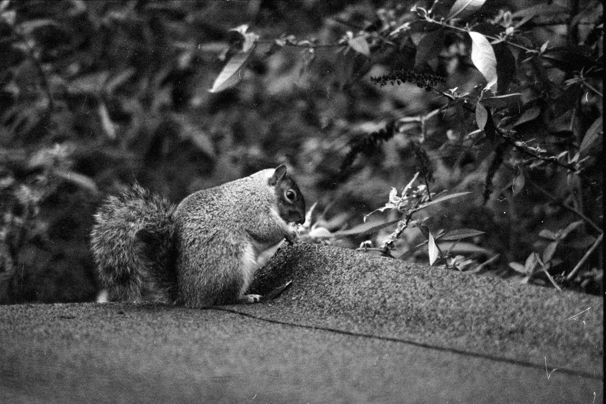Ilford HP5 Plus 35mm film review: monochrome magnificence | Digital ...