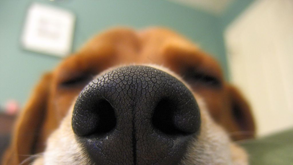 Dog sneezing a lot? Our vet explains why and what you can do | PetsRadar