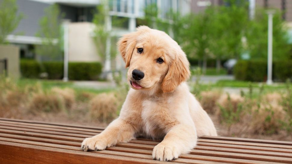 10 best behaved dog breeds according to a behaviorist | PetsRadar