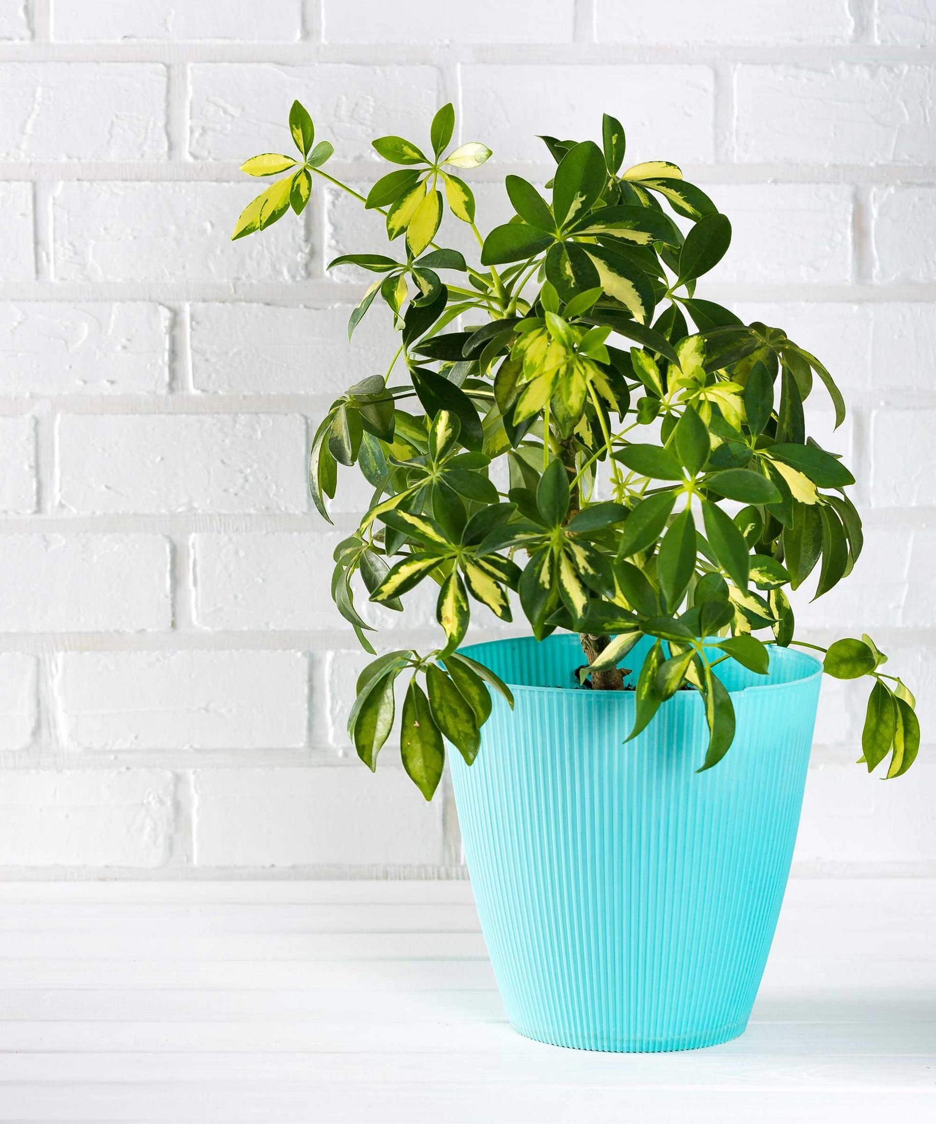 How to propagate schefflera: for more umbrella plants | Homes and Gardens