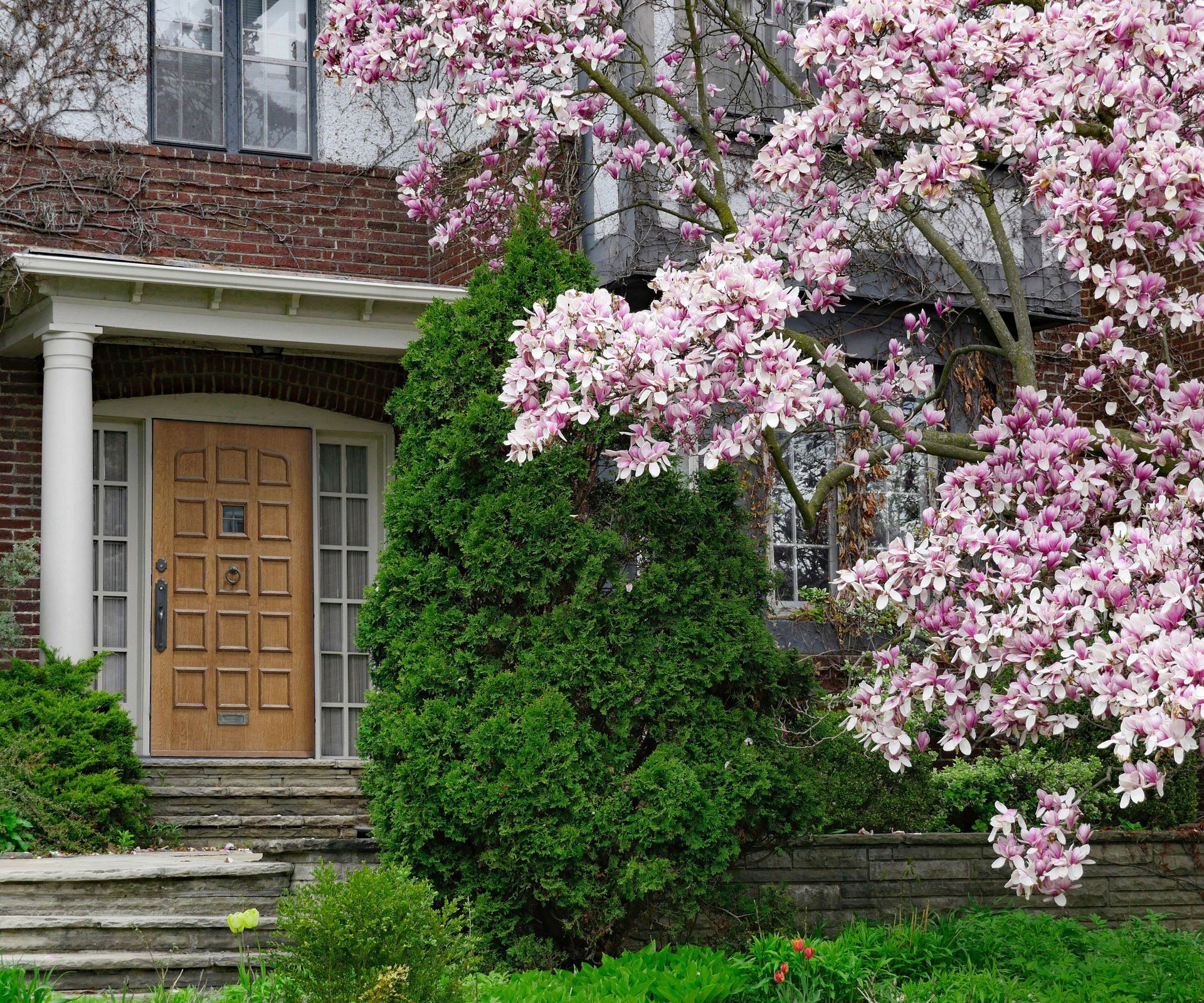 Why is my magnolia tree losing leaves? Experts advise | Homes and Gardens