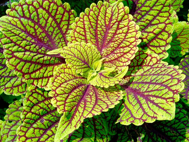 Overwintering Coleus: Tips For Wintering A Coleus Plant | Gardening ...