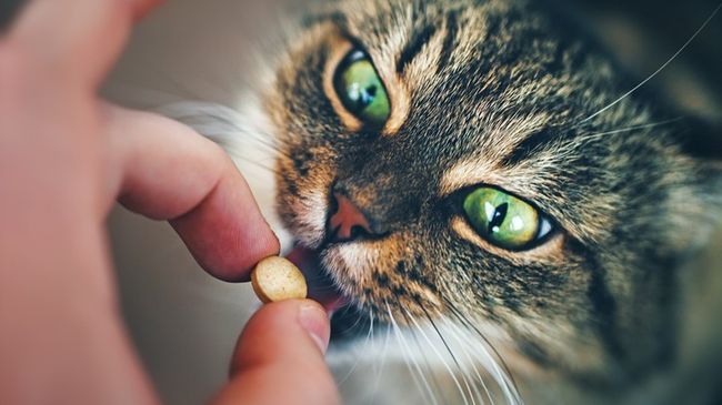 How to improve your cat’s diet in 5 simple steps | PetsRadar