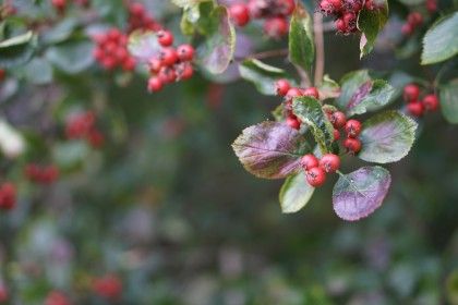 Sample images - Sony QX1 review - Page 7 | TechRadar