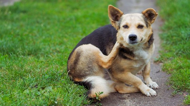 Is my dog sick? 10 warning signs that your dog could be unwell | PetsRadar