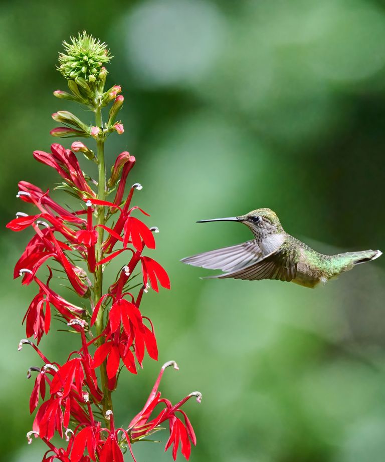 Grow These 10 Full Sun Hummingbird Plants For Happy Hummers | Gardening ...