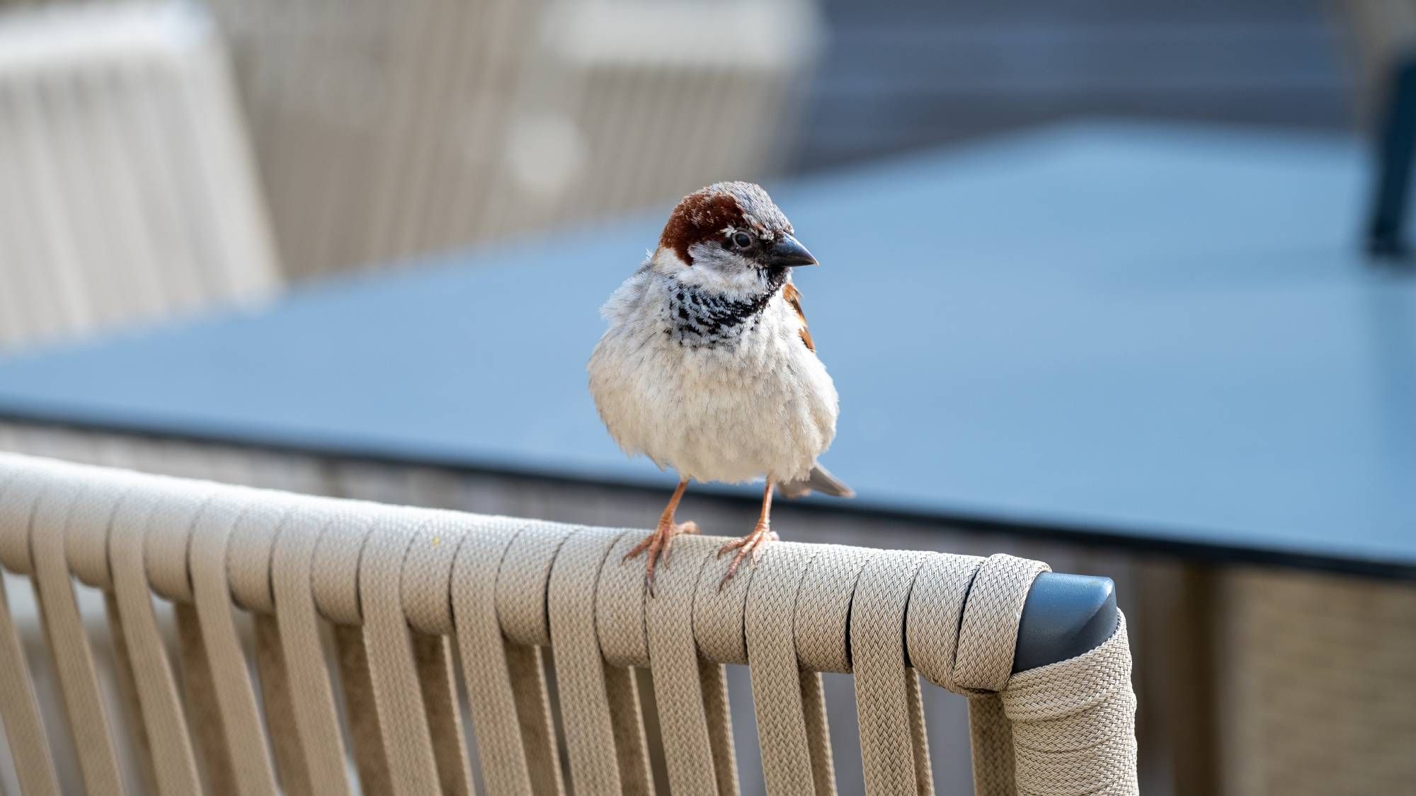5 Easy Ways to Stop Birds From Pooping on Your Patio | Gardening Know How