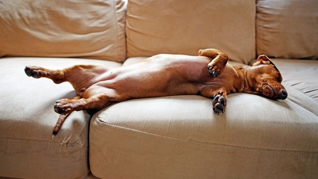 Why do dogs sleep so much? What's normal and not | PetsRadar