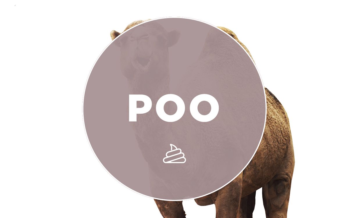 8 Bizarre Animal Surprises From 'True or Poo' — Can You Tell Fact From ...