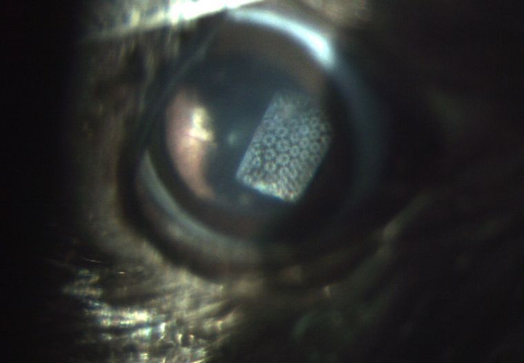 Seeing the Light: Retinal Prosthesis Restores Rat Vision | Live Science