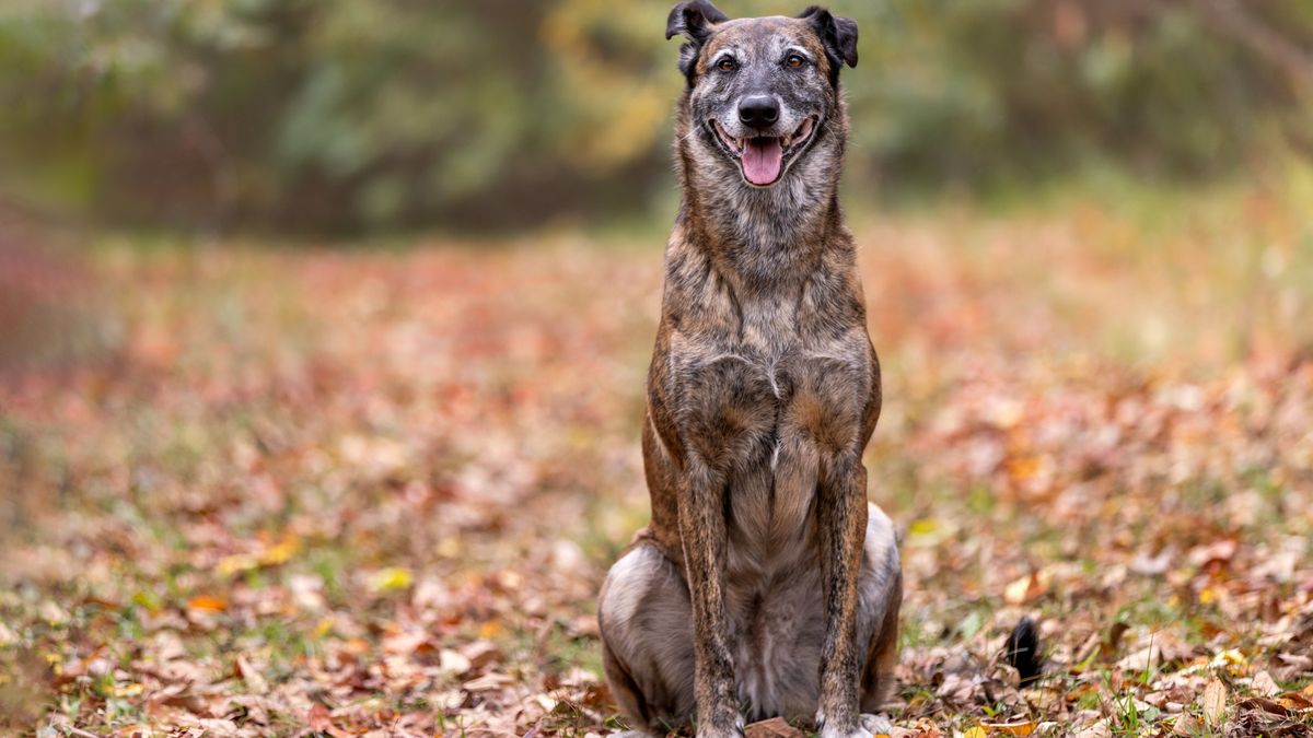 32 things to know about Dutch shepherd dogs | PetsRadar
