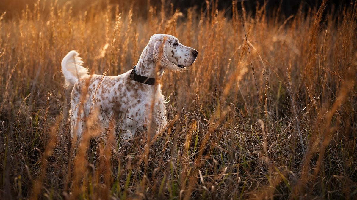 32 best dog breeds for hunting prey of all kinds | PetsRadar
