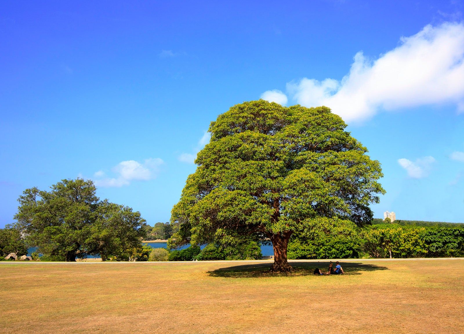 Do Trees Change Microclimate Conditions: Learn About Microclimates ...