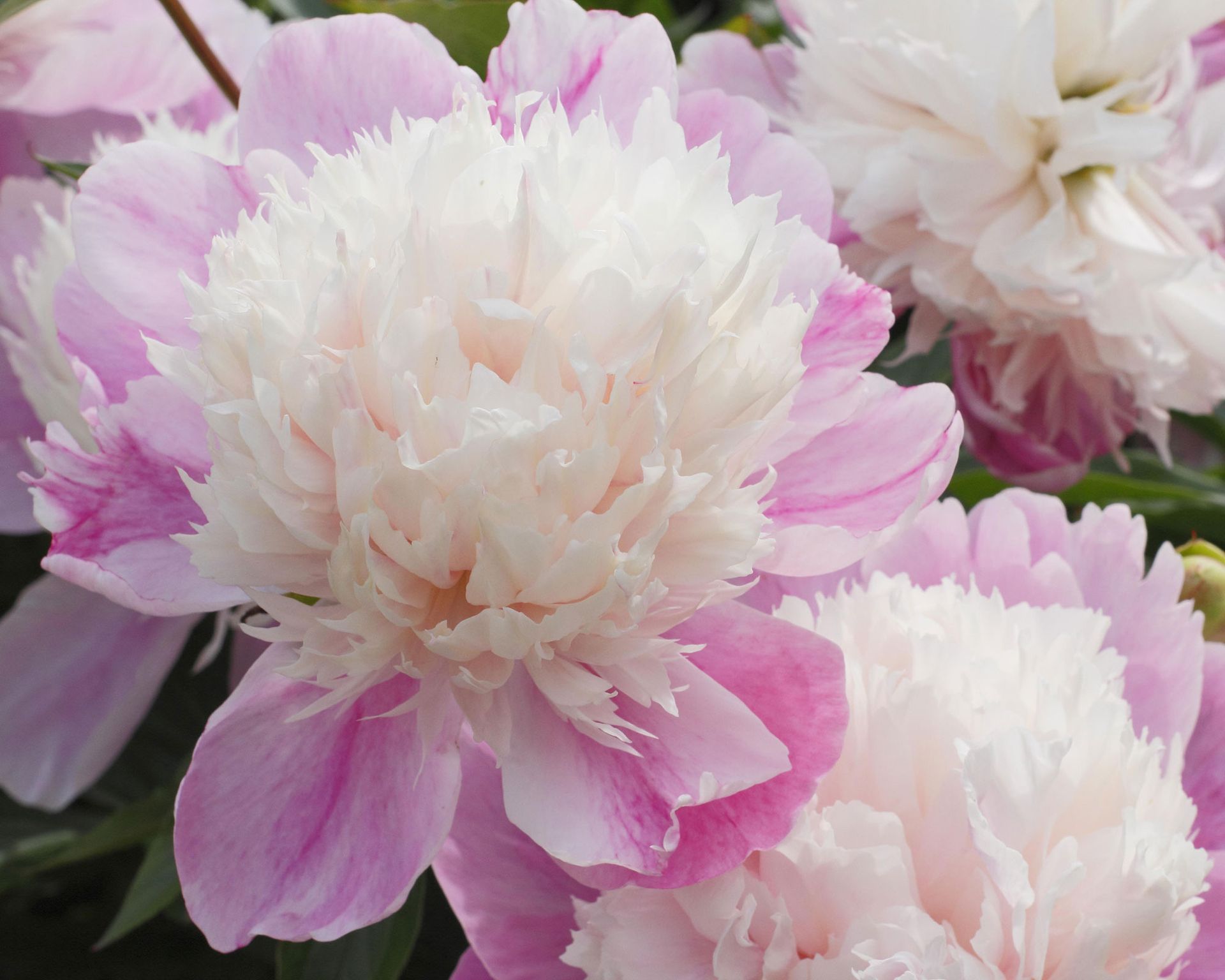 Peonies care - everything you need to know | Livingetc