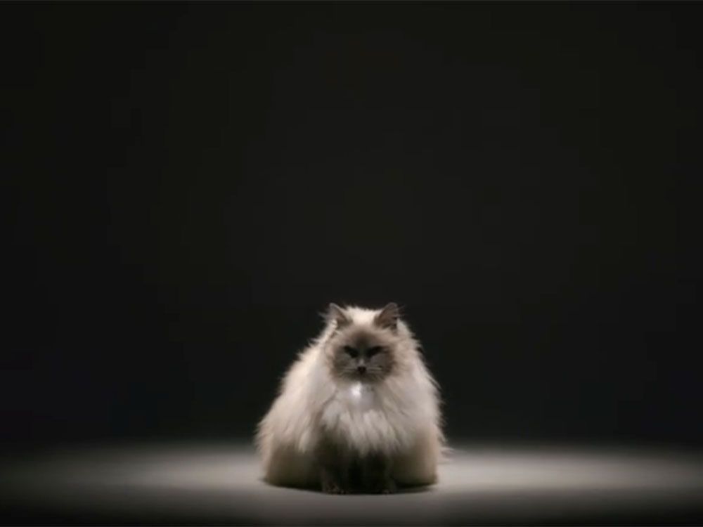 This Collar Can Translate What Your Cat’s Meows Really Mean | Marie ...