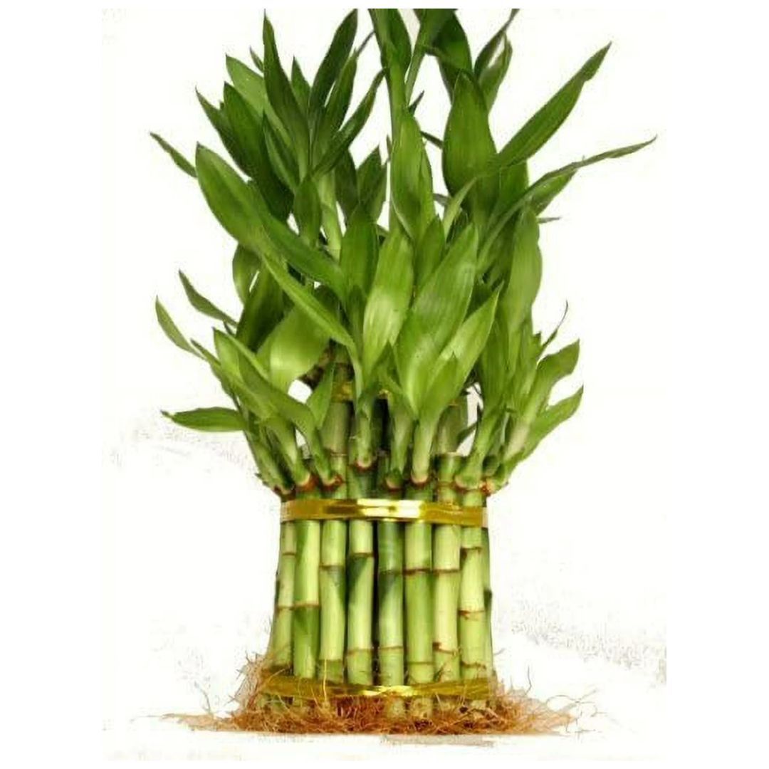 How to Trim a Bamboo Plant — An Expert's Guide | Livingetc
