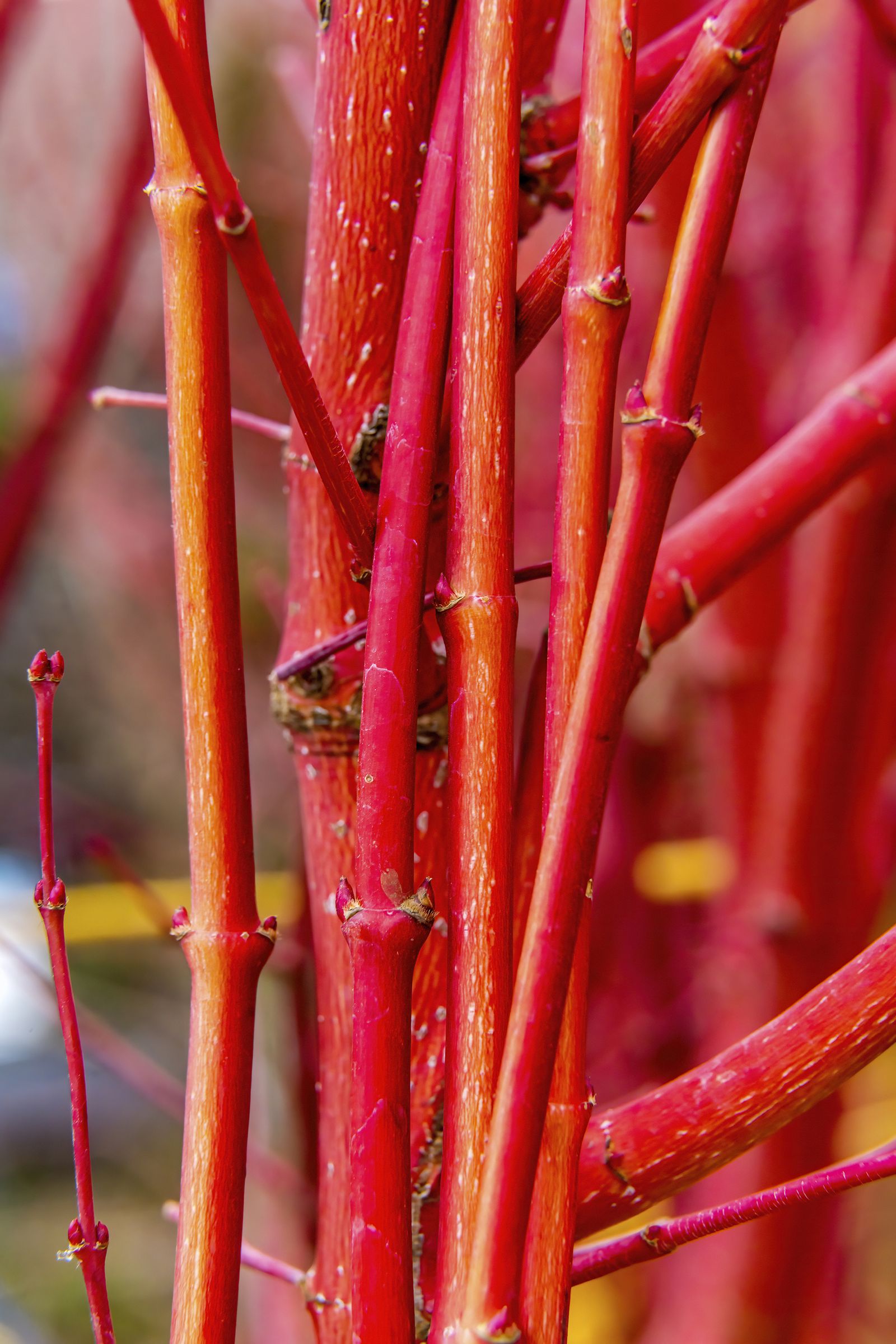 Japanese maple trees: a guide to popular acers | Country