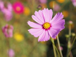 Tips & Information about Flowers | Gardening Know How