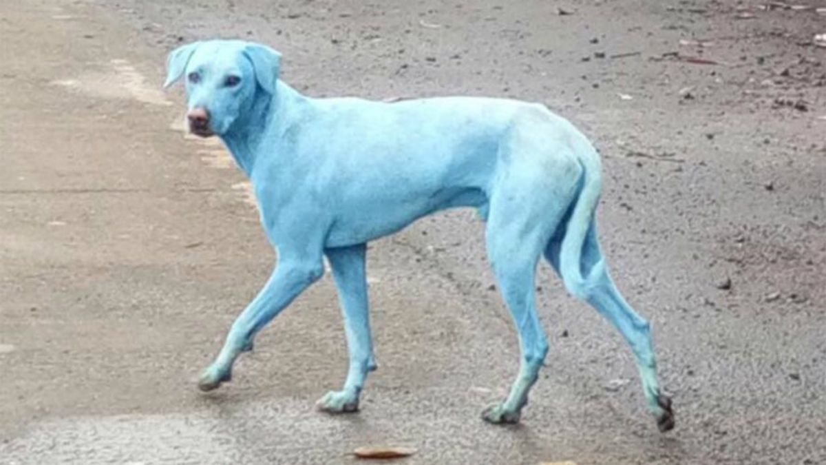 Blue dogs appear in Navi Mumbai | The Week