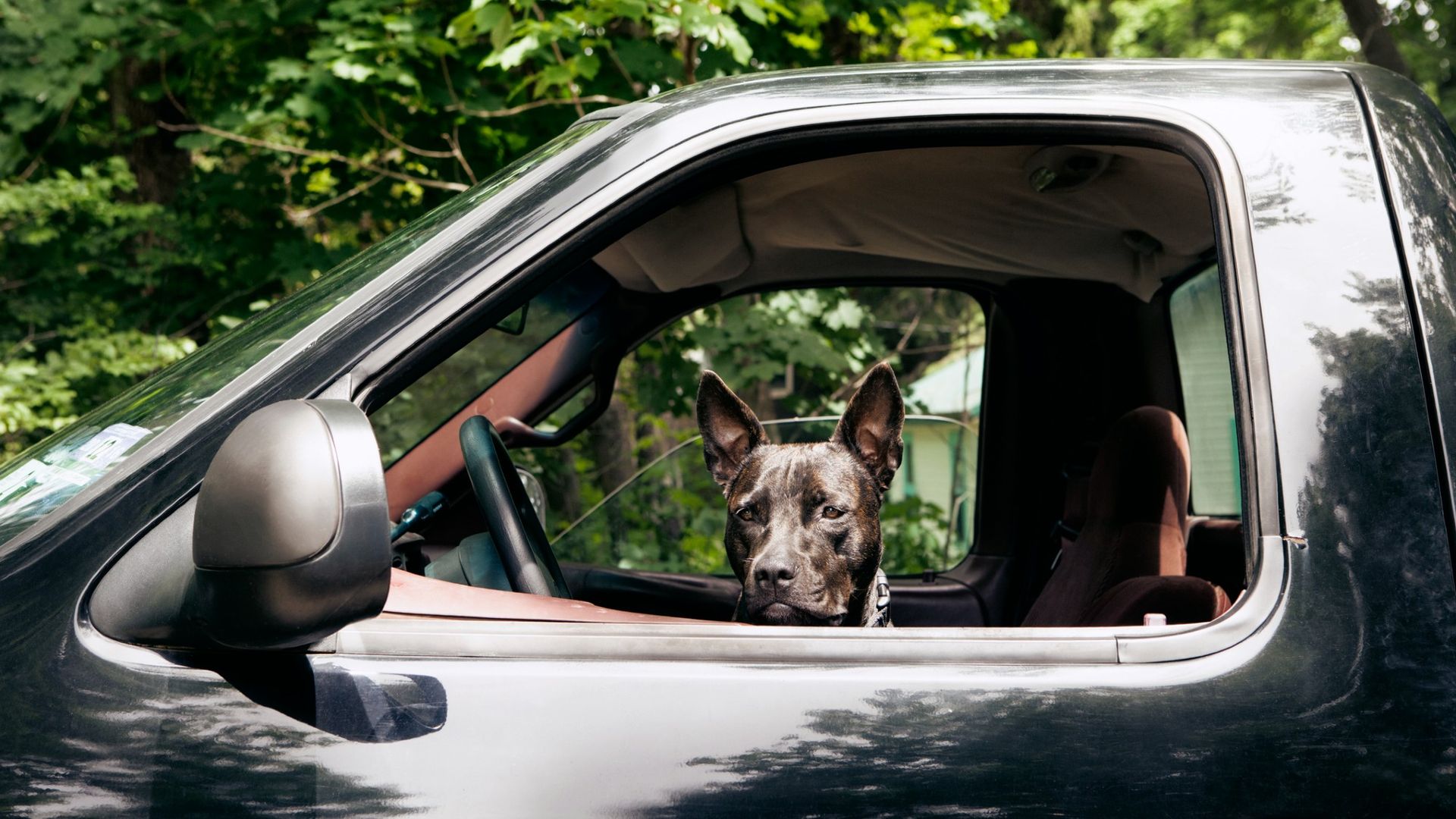 The Week contest: Firearm Fido | The Week