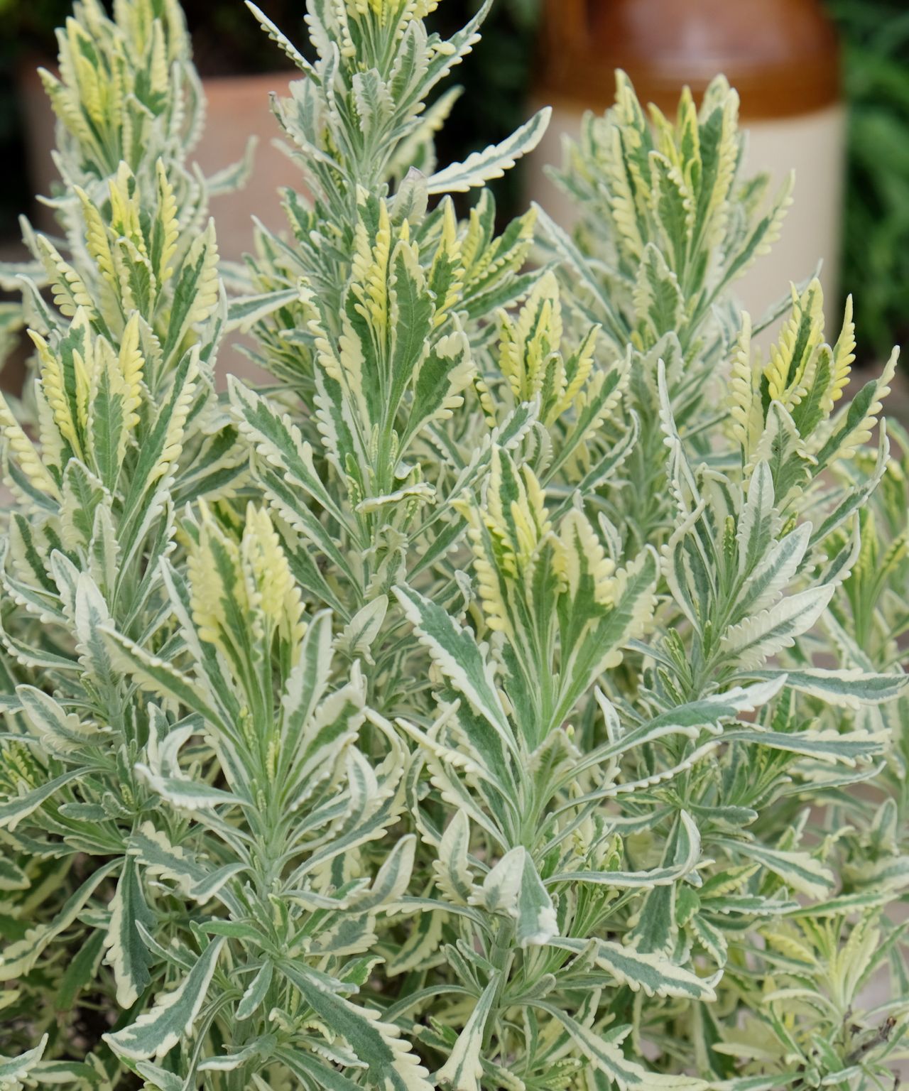 Types of lavender: 15 stunning varieties to grow | Gardeningetc