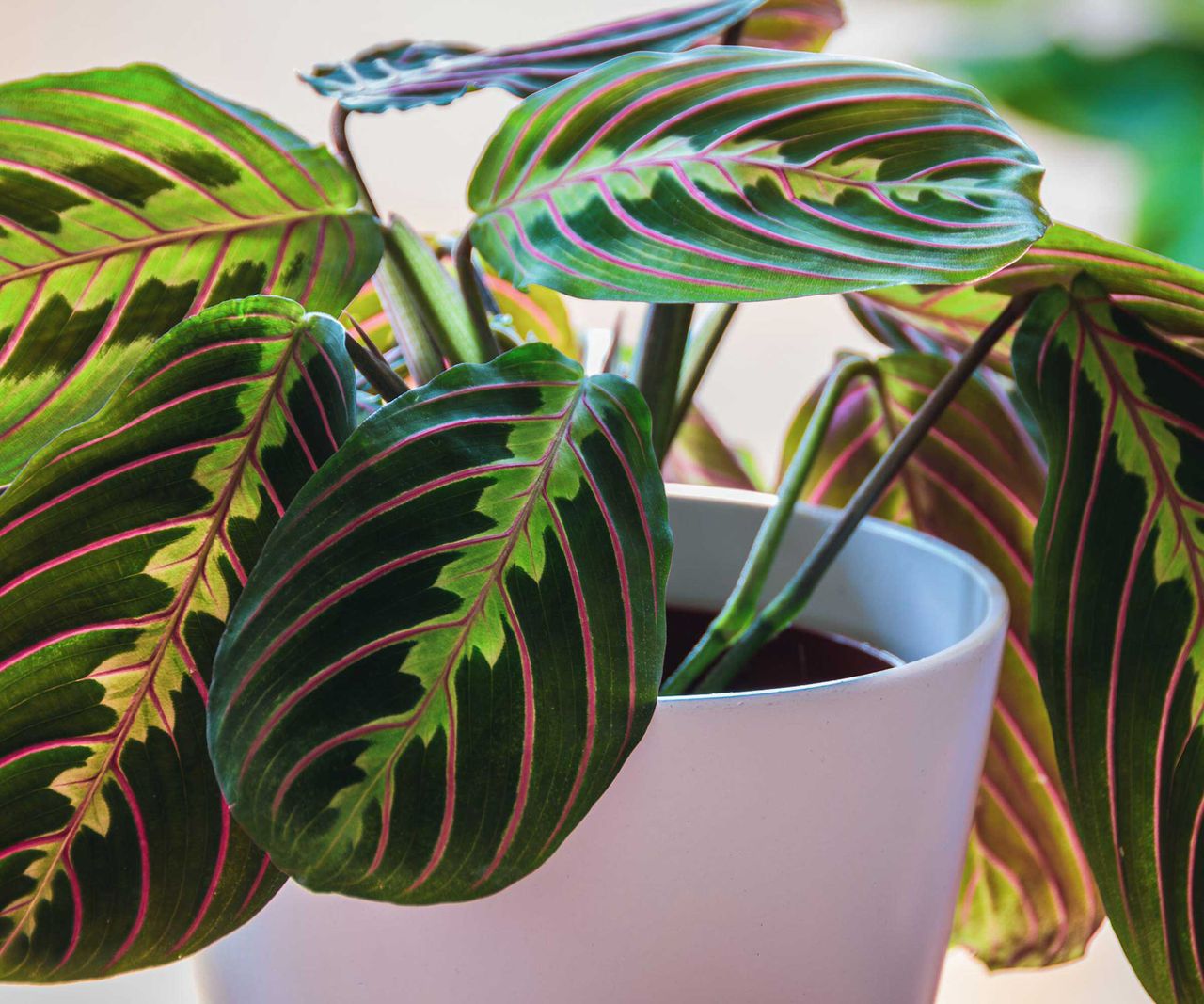 How to propagate a prayer plant: a step-by-step guide | Homes and Gardens