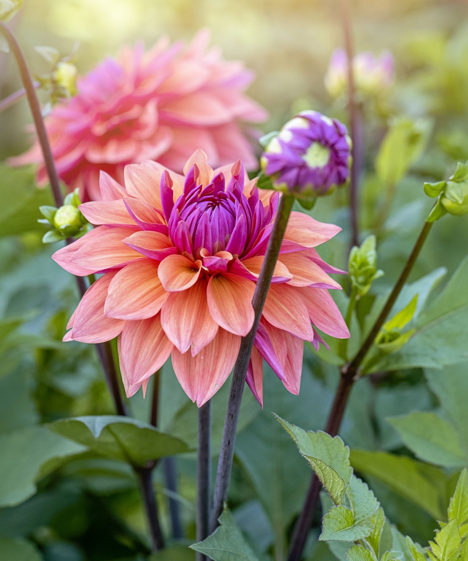 How and when to harvest dahlia seeds to grow new plants | Homes and Gardens